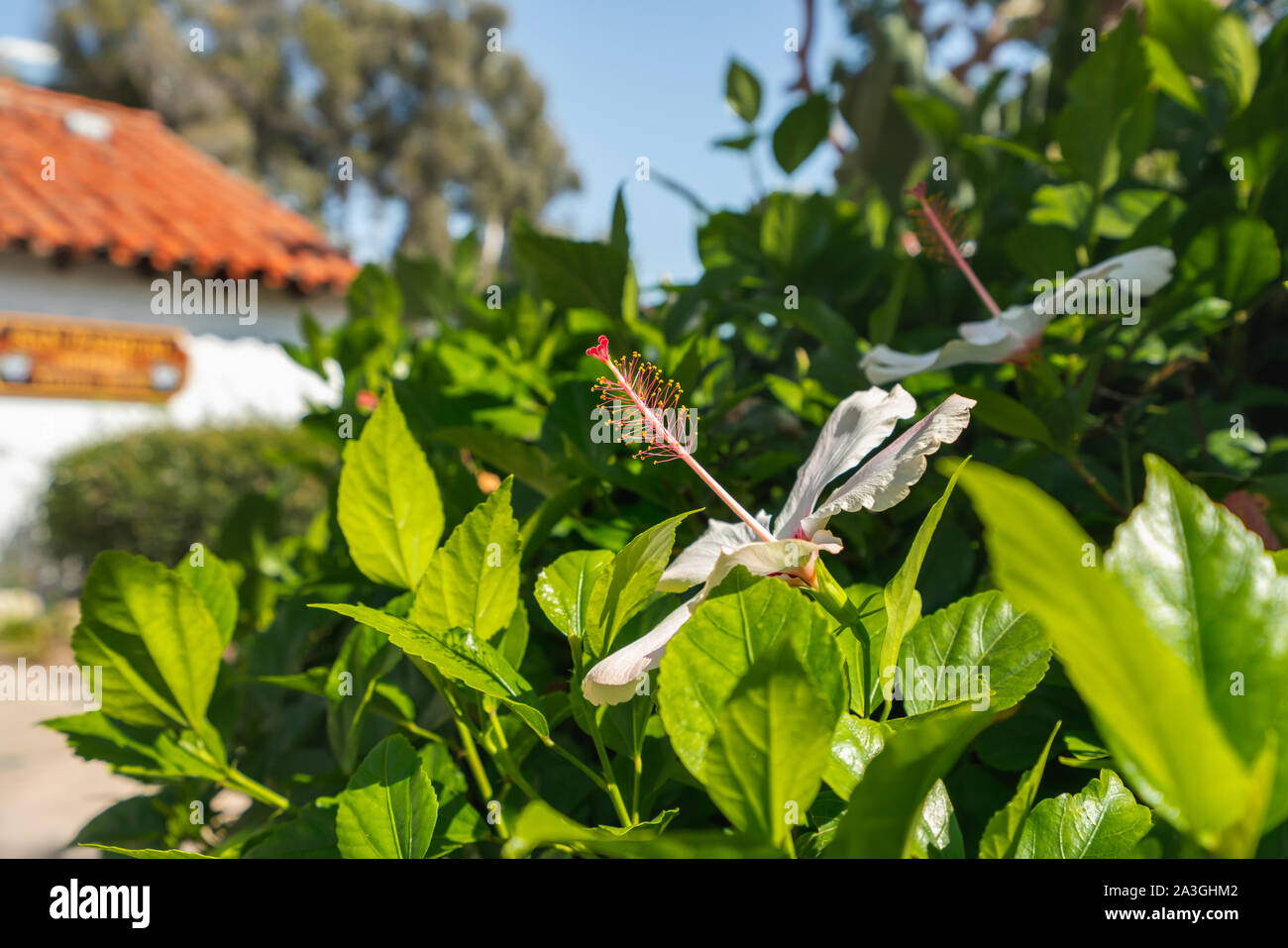 Native white hibiscus in bloom in the garden Stock Photo - Alamy