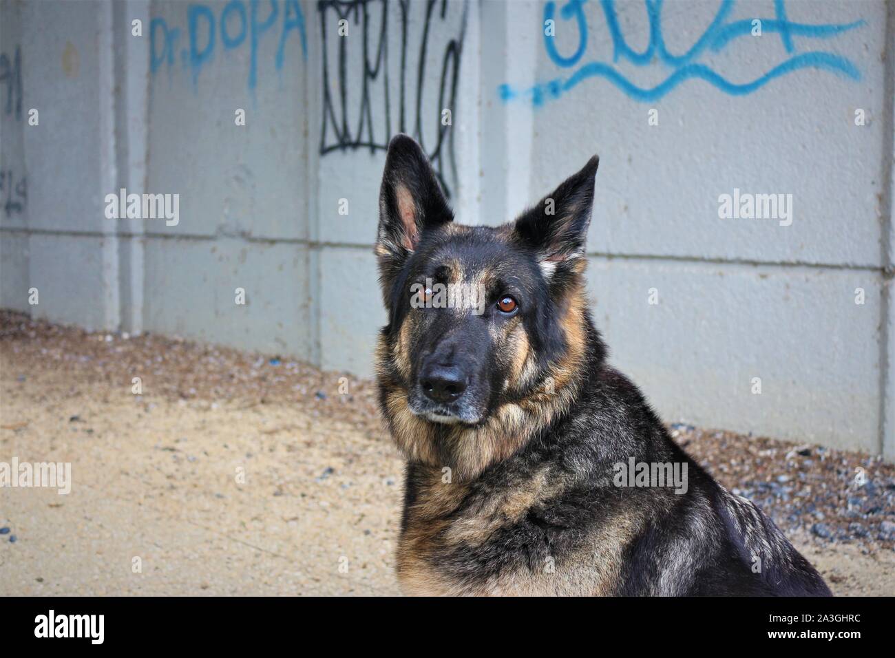 German Shepherd Dog under graffiti bridge in an urban area. Photo taken ...