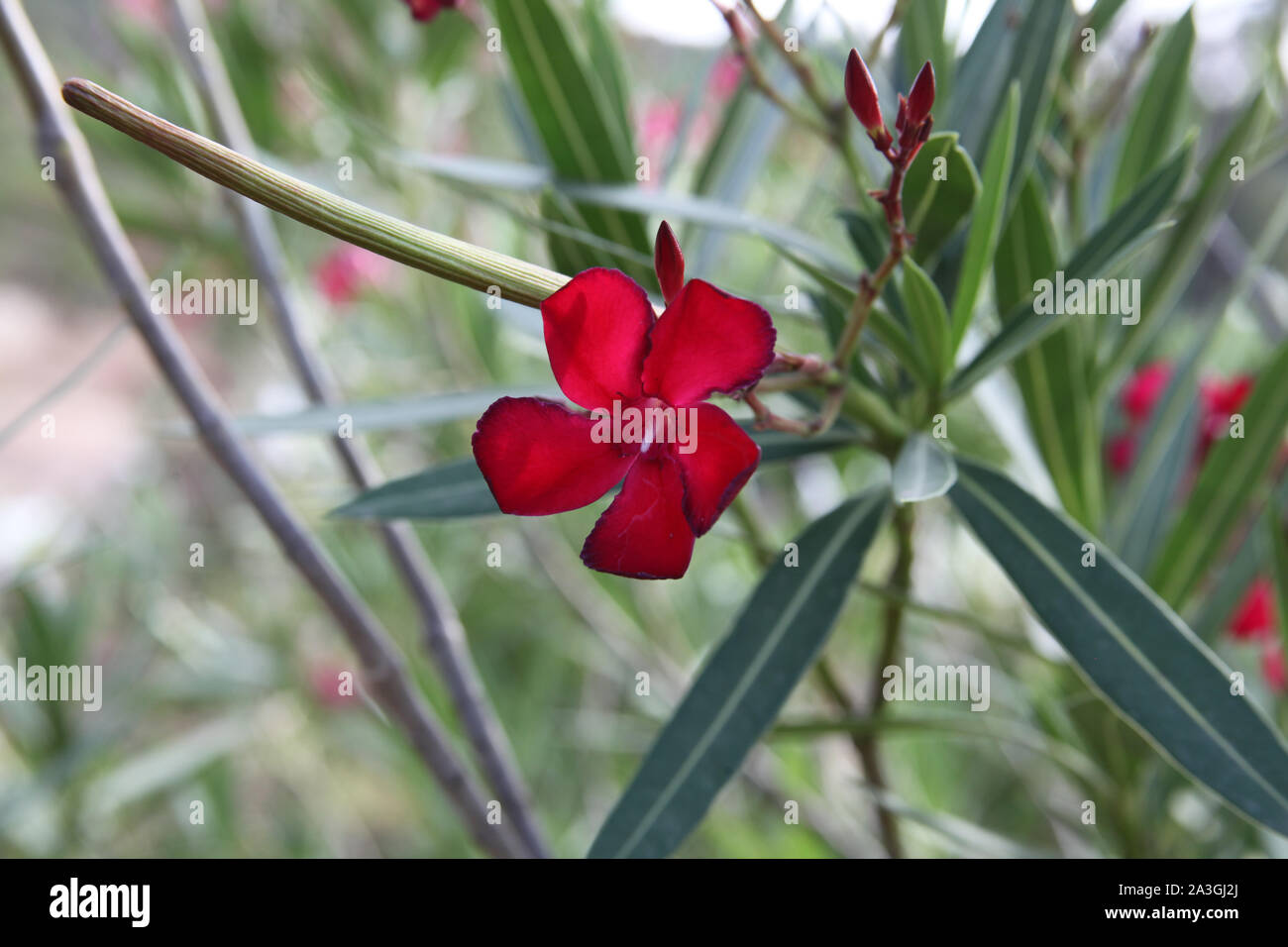 Common oleander hi-res stock photography and images - Alamy
