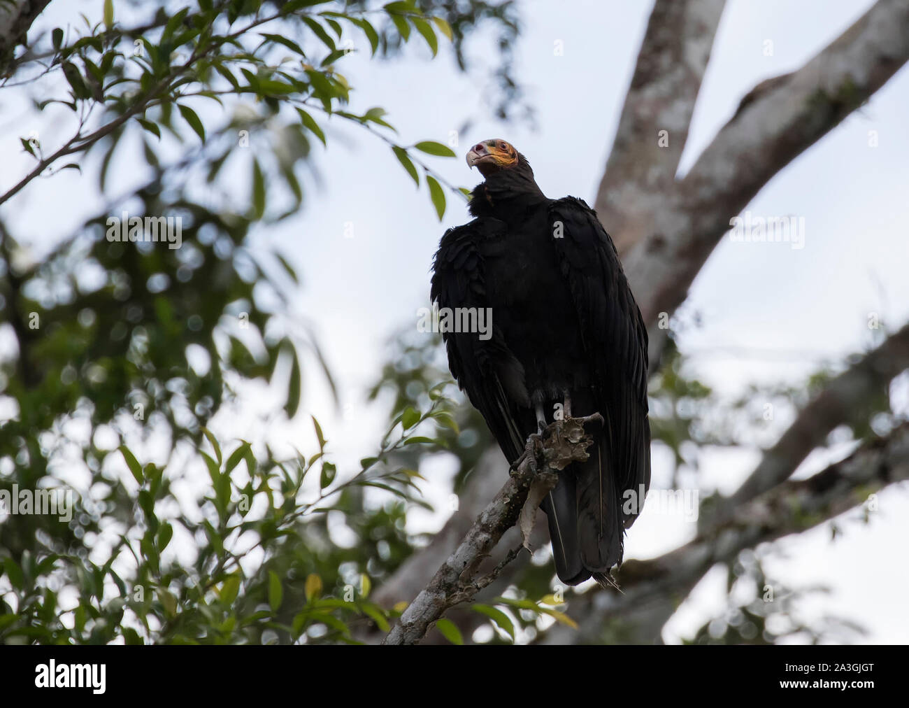 Lesser yellow-headed vulture Stock Photo - Alamy