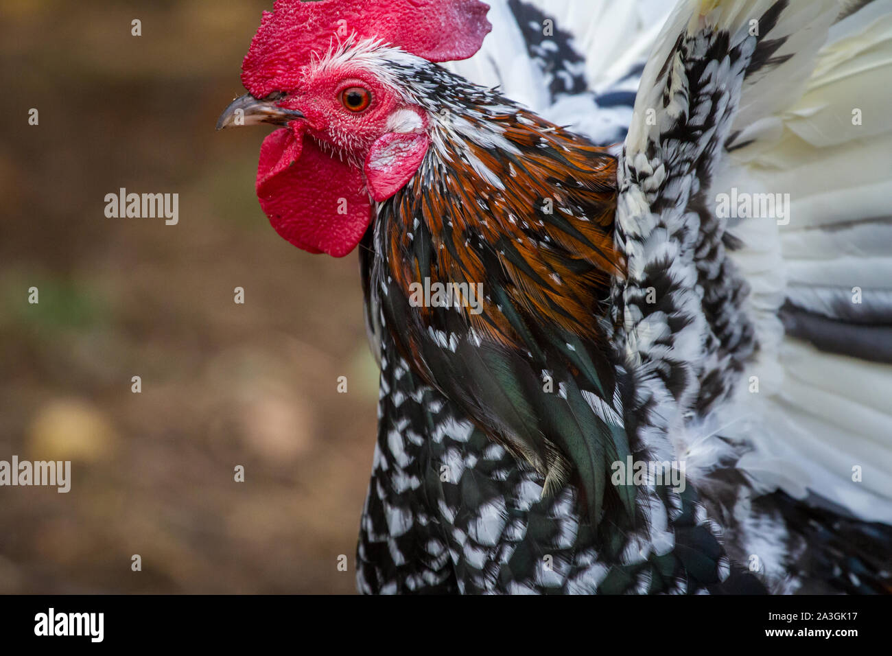 Proud rooster - Stoapiperl / Steinhendl, an endangered chicken breed ...