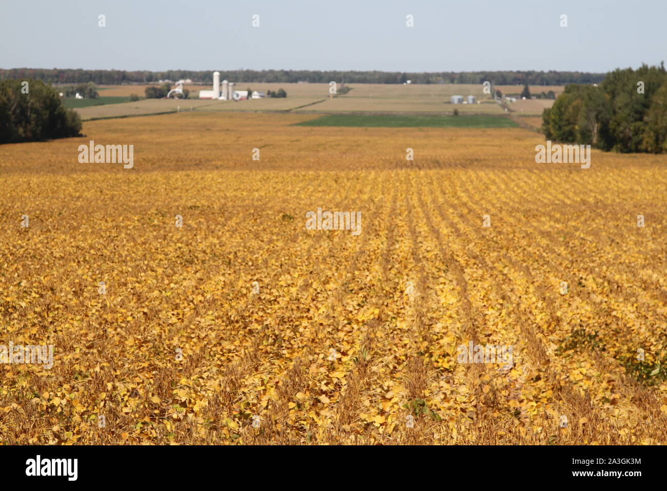 Rows of golden agricultural crop Stock Photo - Alamy