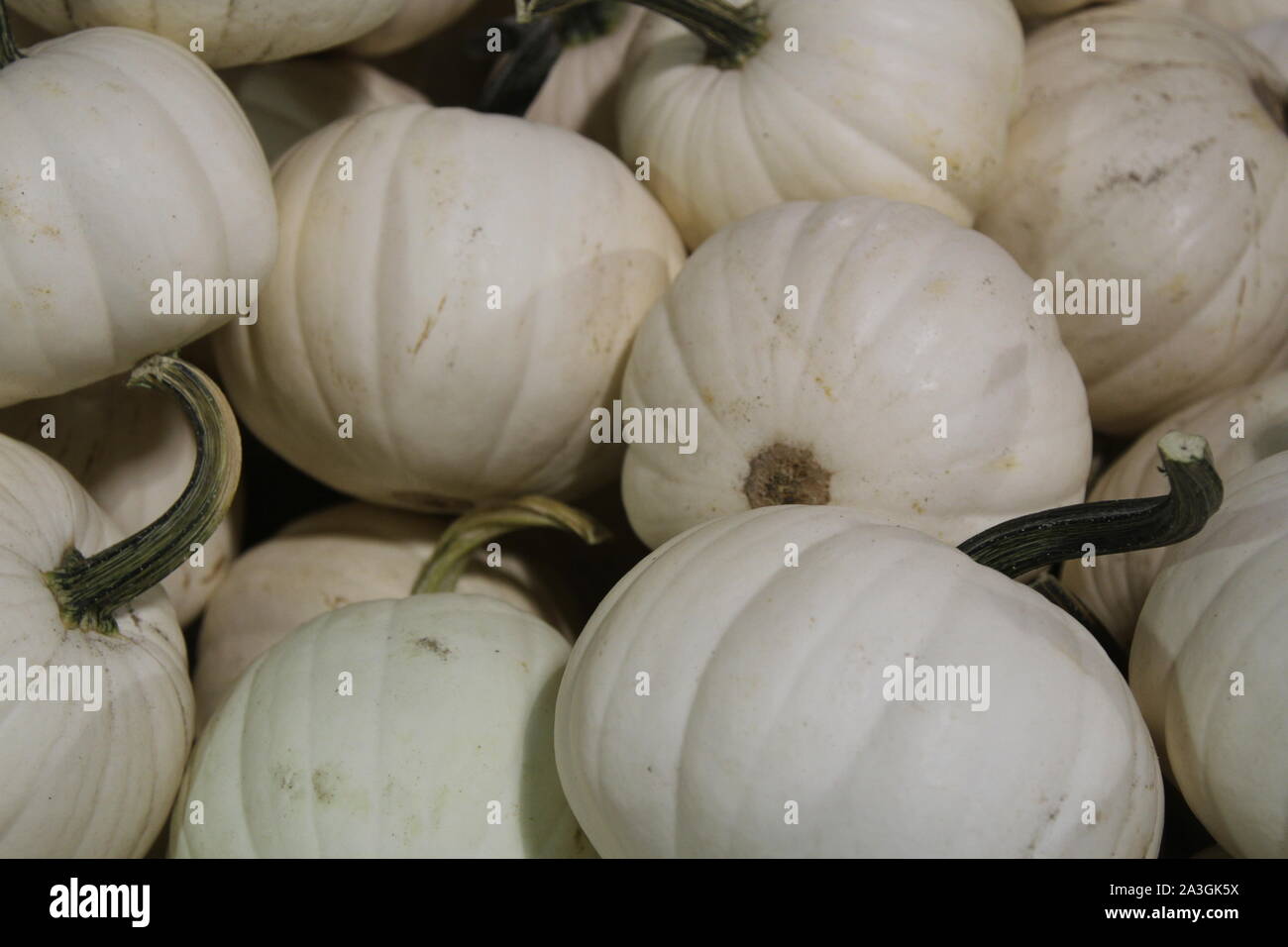 Gourd pumpkins hi-res stock photography and images - Alamy