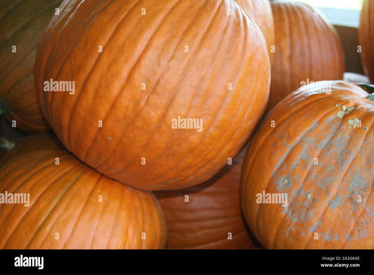Happy thanksgiving day pumpkins hi-res stock photography and images - Alamy