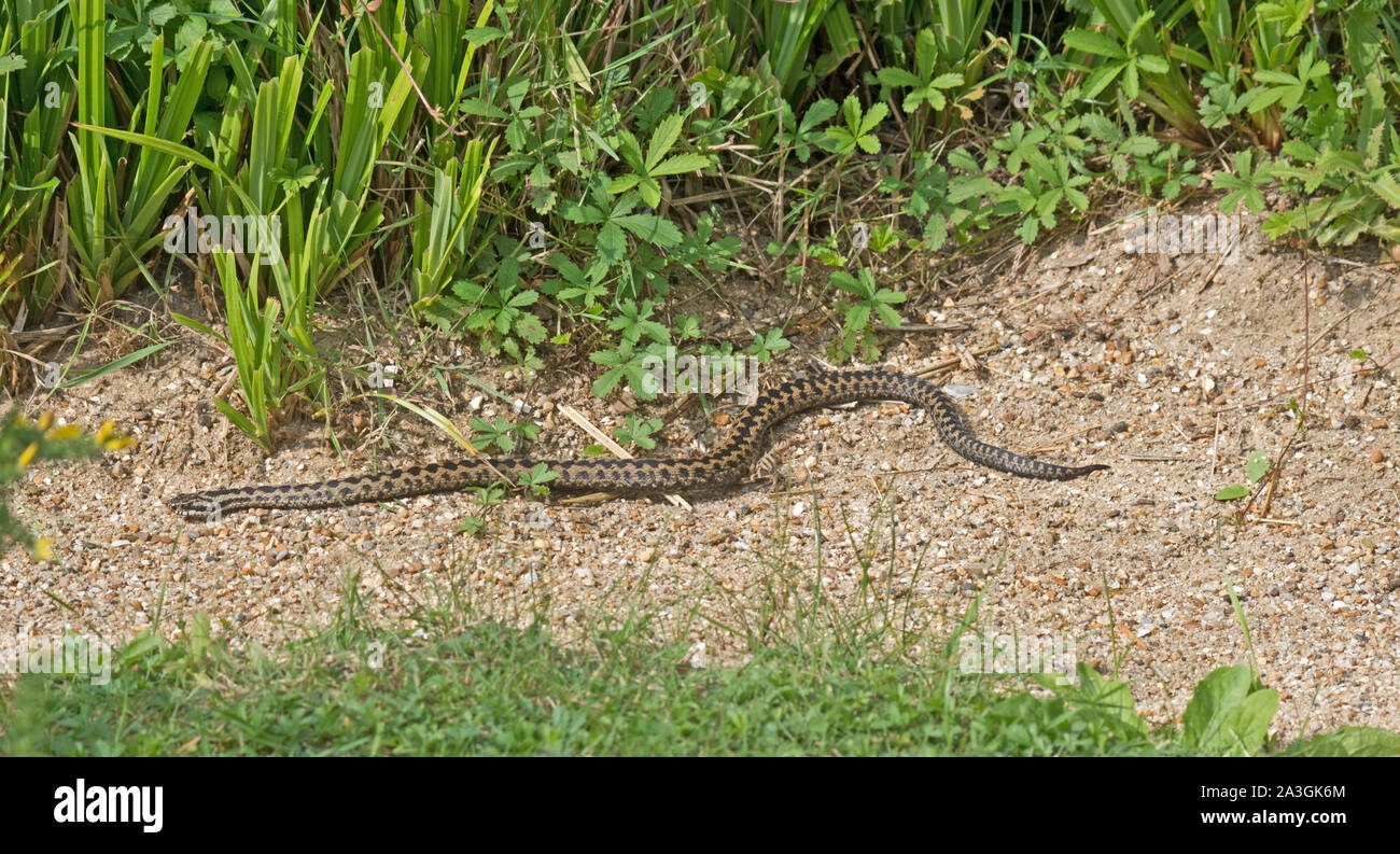 ADDER Snake Viper Vipera Berus Captive Stock Photo - Alamy