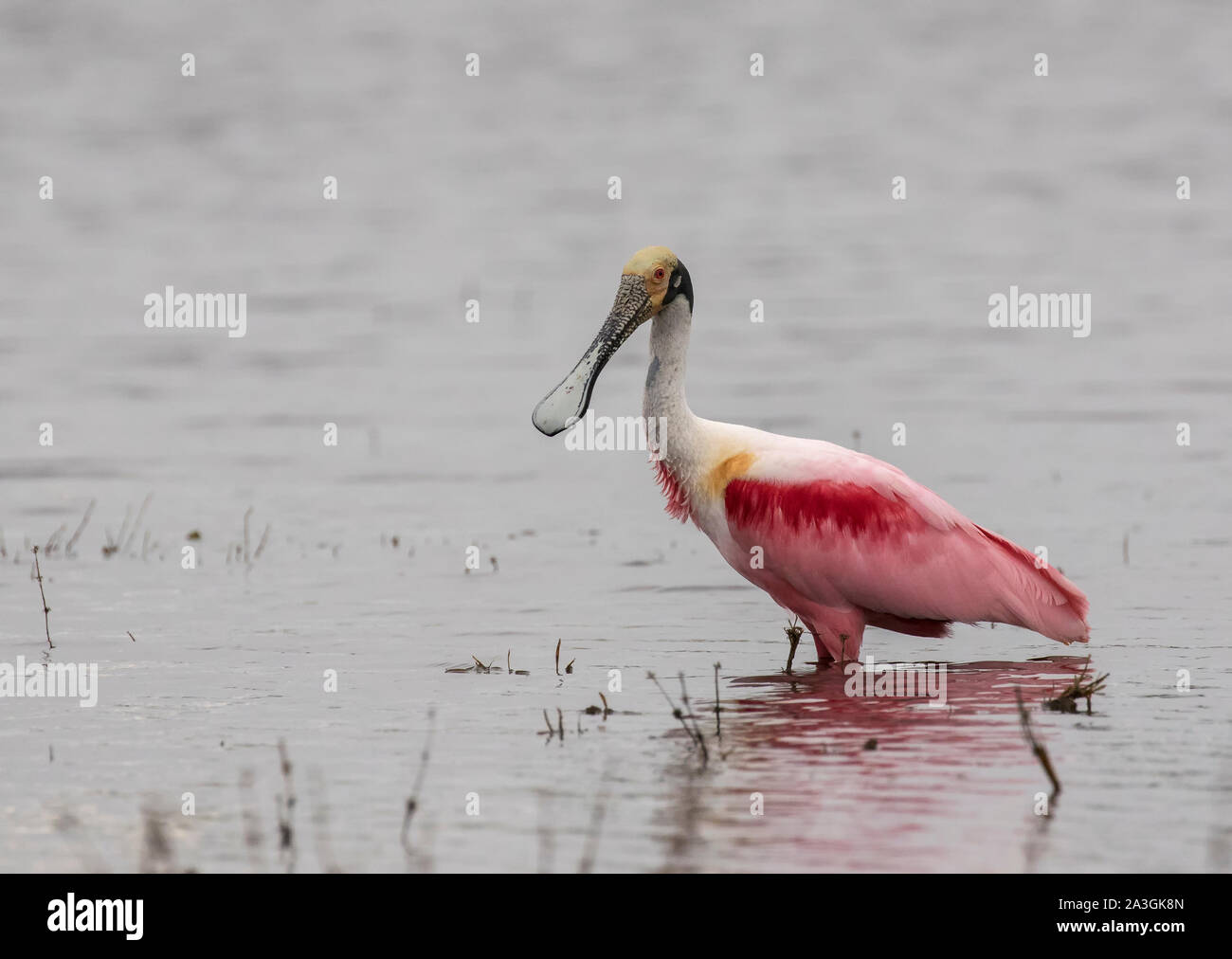 Roseate Spoonbill High Resolution Stock Photography and Images - Alamy