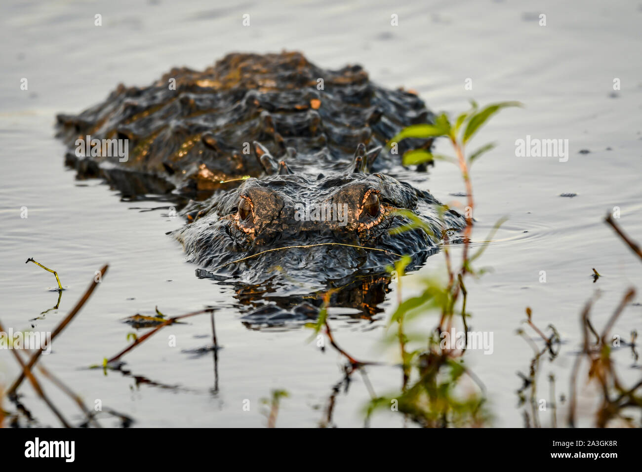 American alligator stalking its prey Stock Photo - Alamy