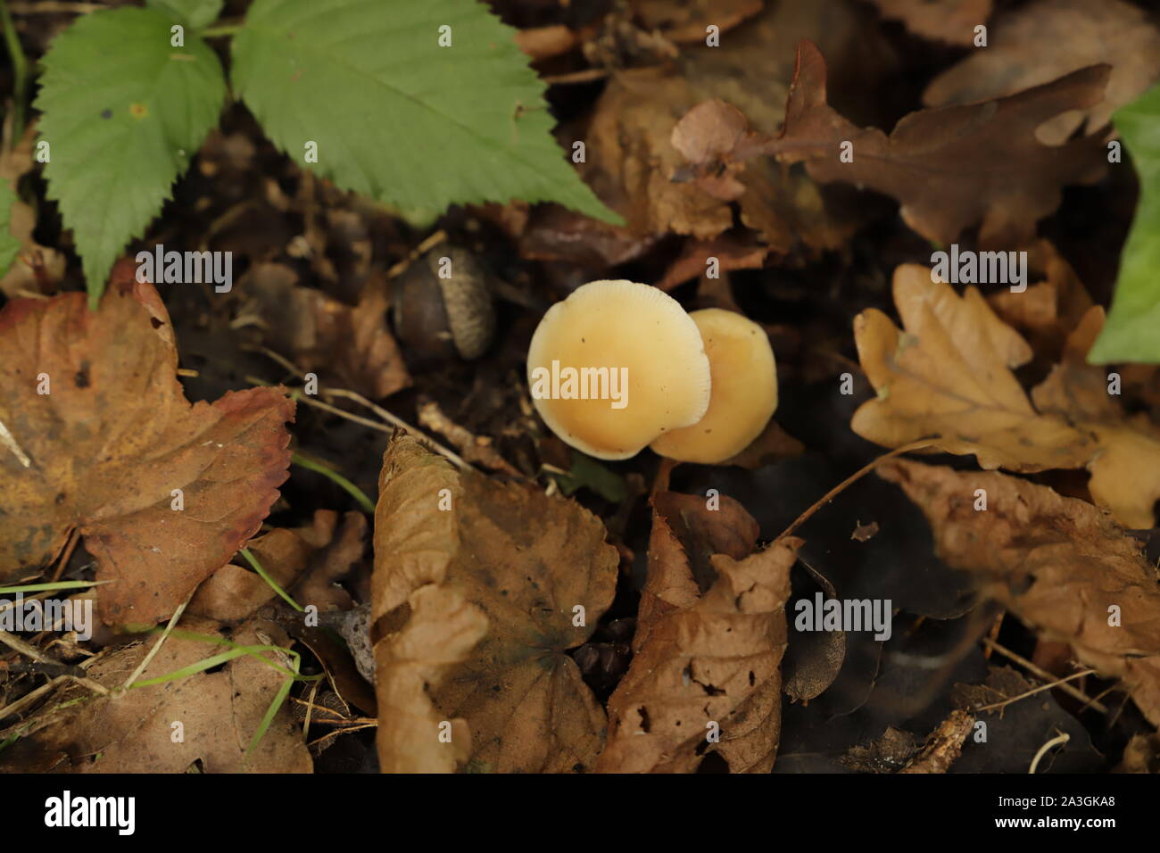 Sulfur tuft toad stool in the forest Stock Photo - Alamy
