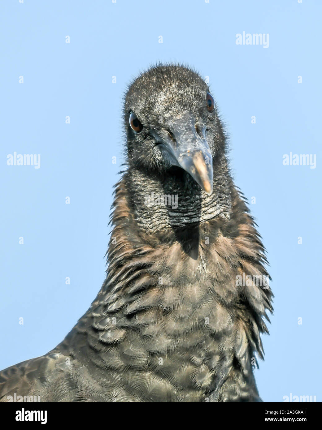 Close up vulture head sitting hi-res stock photography and images - Alamy