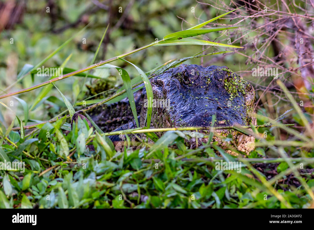 American alligator on the hunt Stock Photo - Alamy