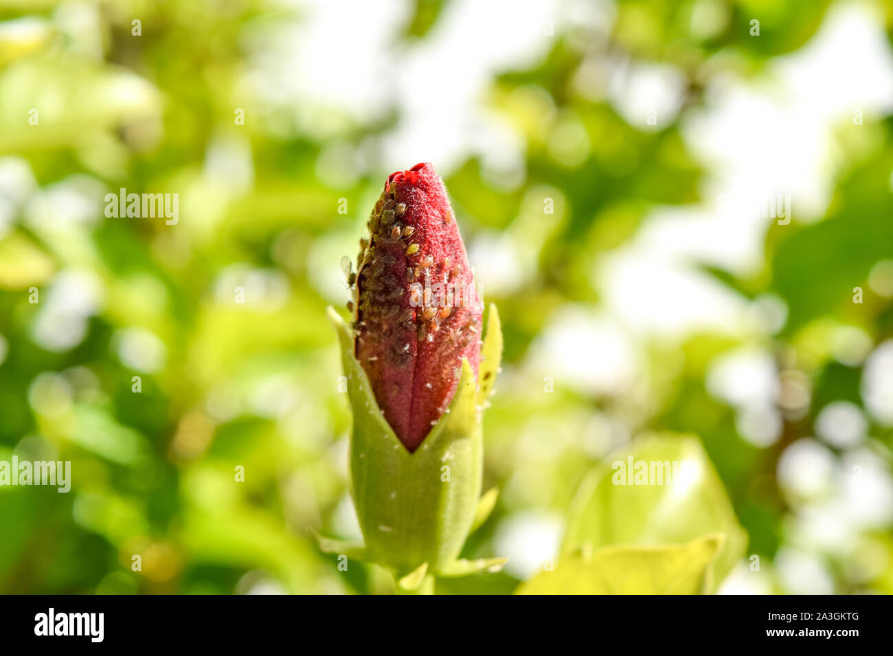 hibiscus aphids of the leaf and blossom, infected hibiscus Stock Photo ...