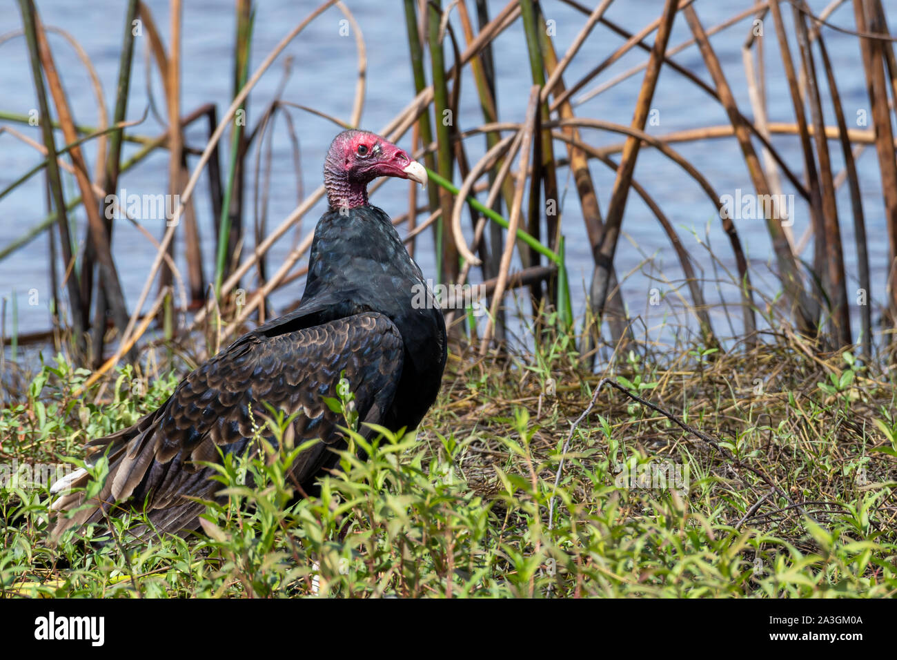 Vulture posing hi-res stock photography and images - Alamy