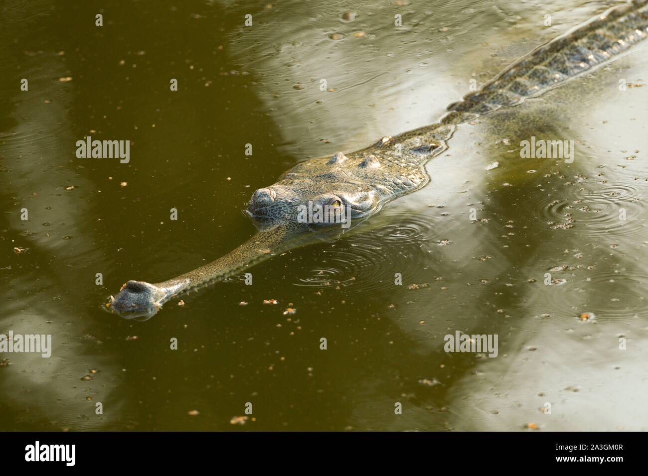 Nepal, Chitwan National Park, Gharial (Gavialis gangeticus) in a pool in the Gharial ...