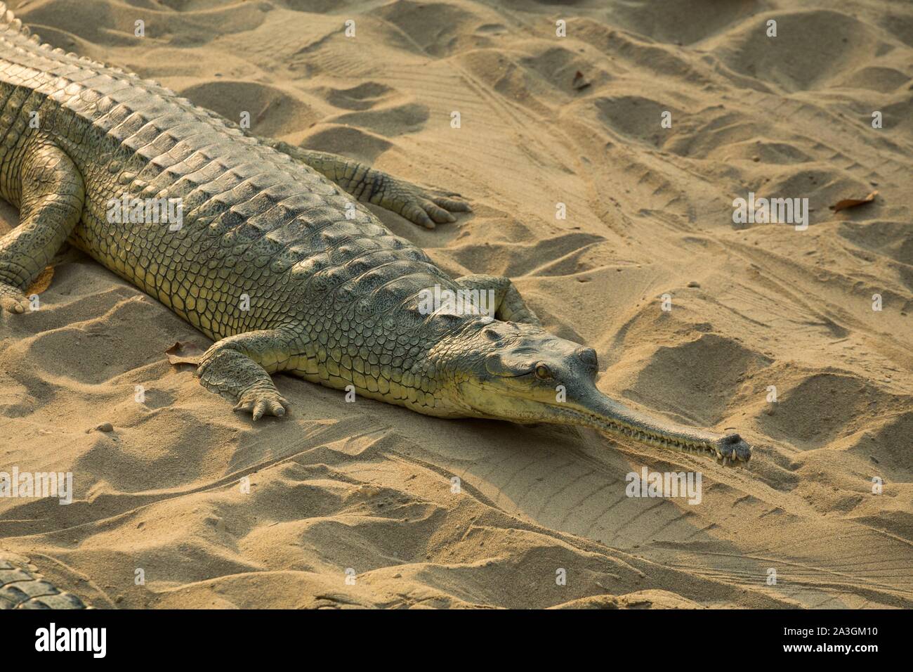 Nepal, Chitwan National Park, Gharial (Gavialis gangeticus) in the Gharial Conservation Breeding ...