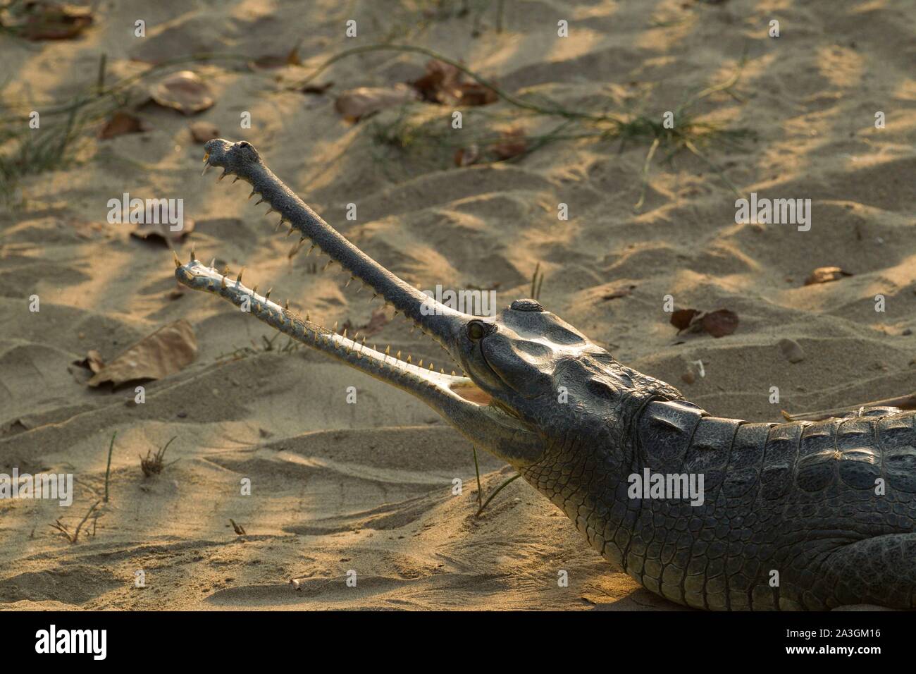 Nepal, Chitwan National Park, Gharial (Gavialis gangeticus) with open jaws in the Gharial ...