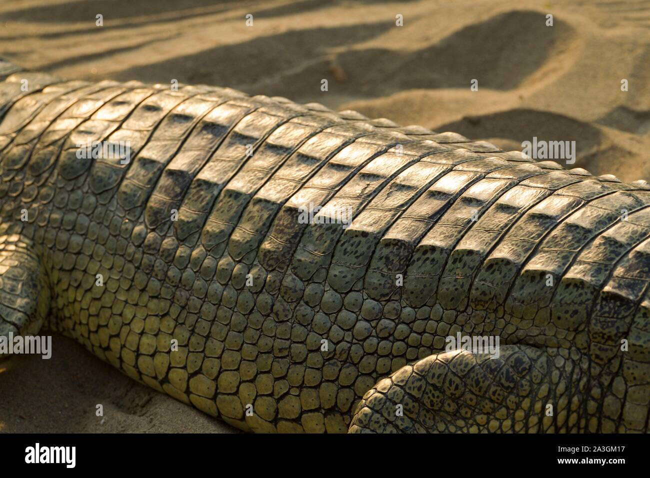 Nepal, Chitwan National Park, details of a Gharial (Gavialis gangeticus ...