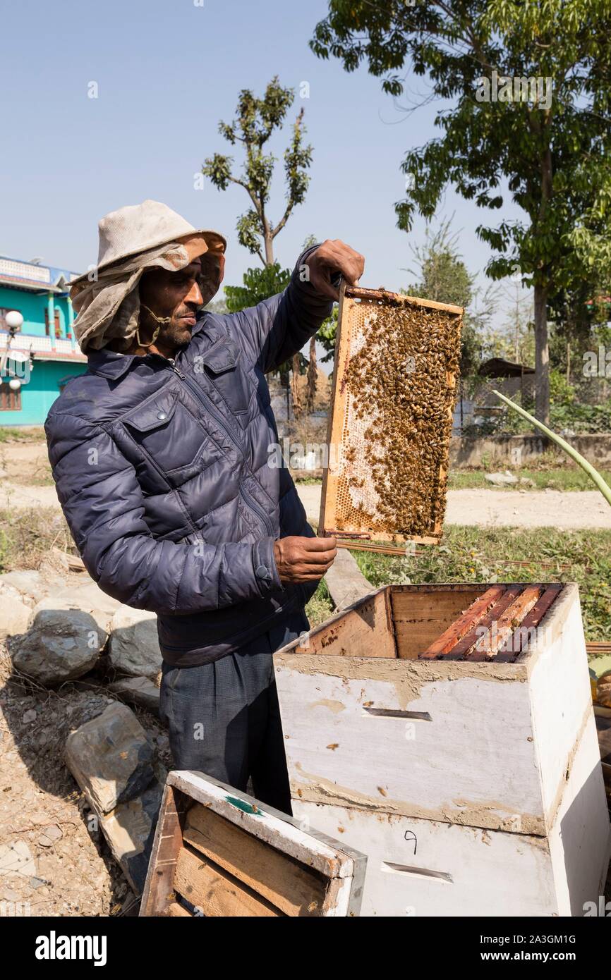 Nepal, Chitwan, beekeeper supported by the National Trust for Nature ...