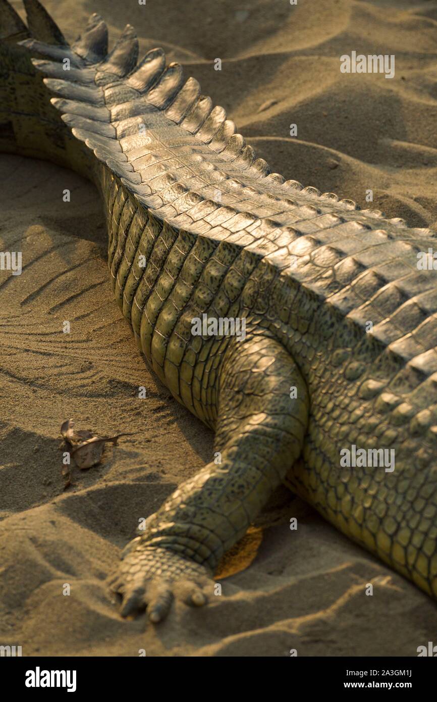 Nepal, Chitwan National Park, details of a Gharial (Gavialis gangeticus) in the Gharial ...