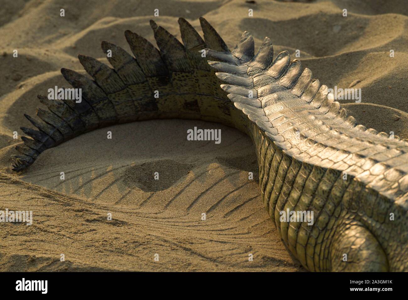 Nepal, Chitwan National Park, details of a Gharial (Gavialis gangeticus) in the Gharial ...