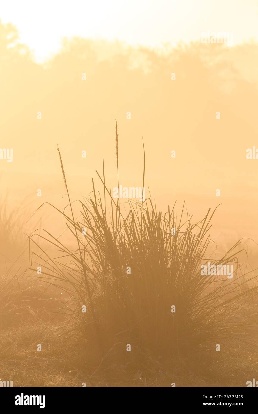 Nepal, Chitwan National Park, misty sunrise in the grassland Stock ...