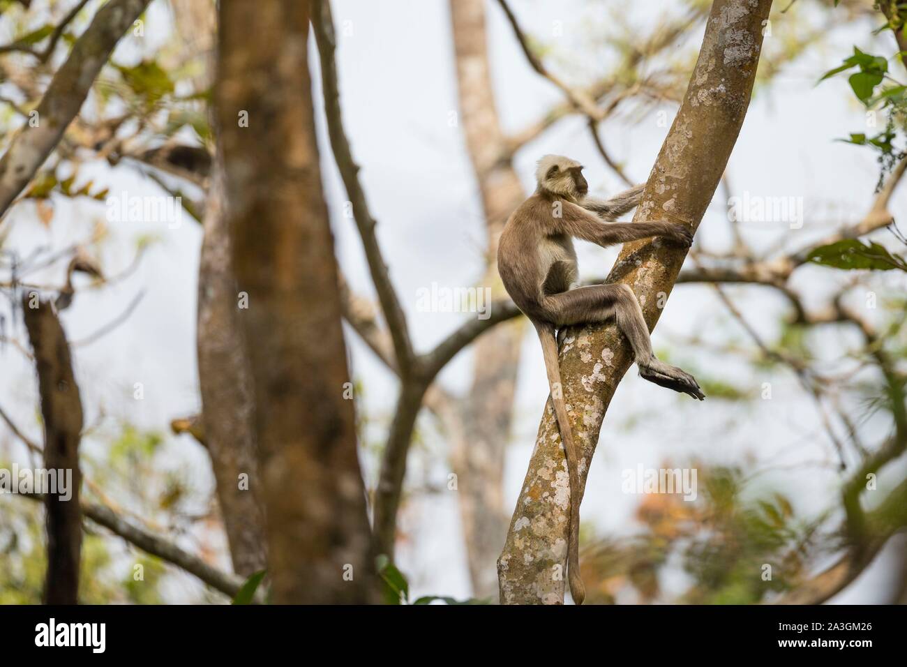 Nepal, Chitwan National Park, Tarai Gray Langur (Semnopithecus hector ...