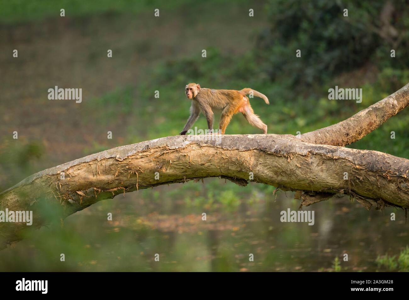 Nepal, Chitwan National Park, Rhesus Monkey or Rhesus Macaque (Macaca ...