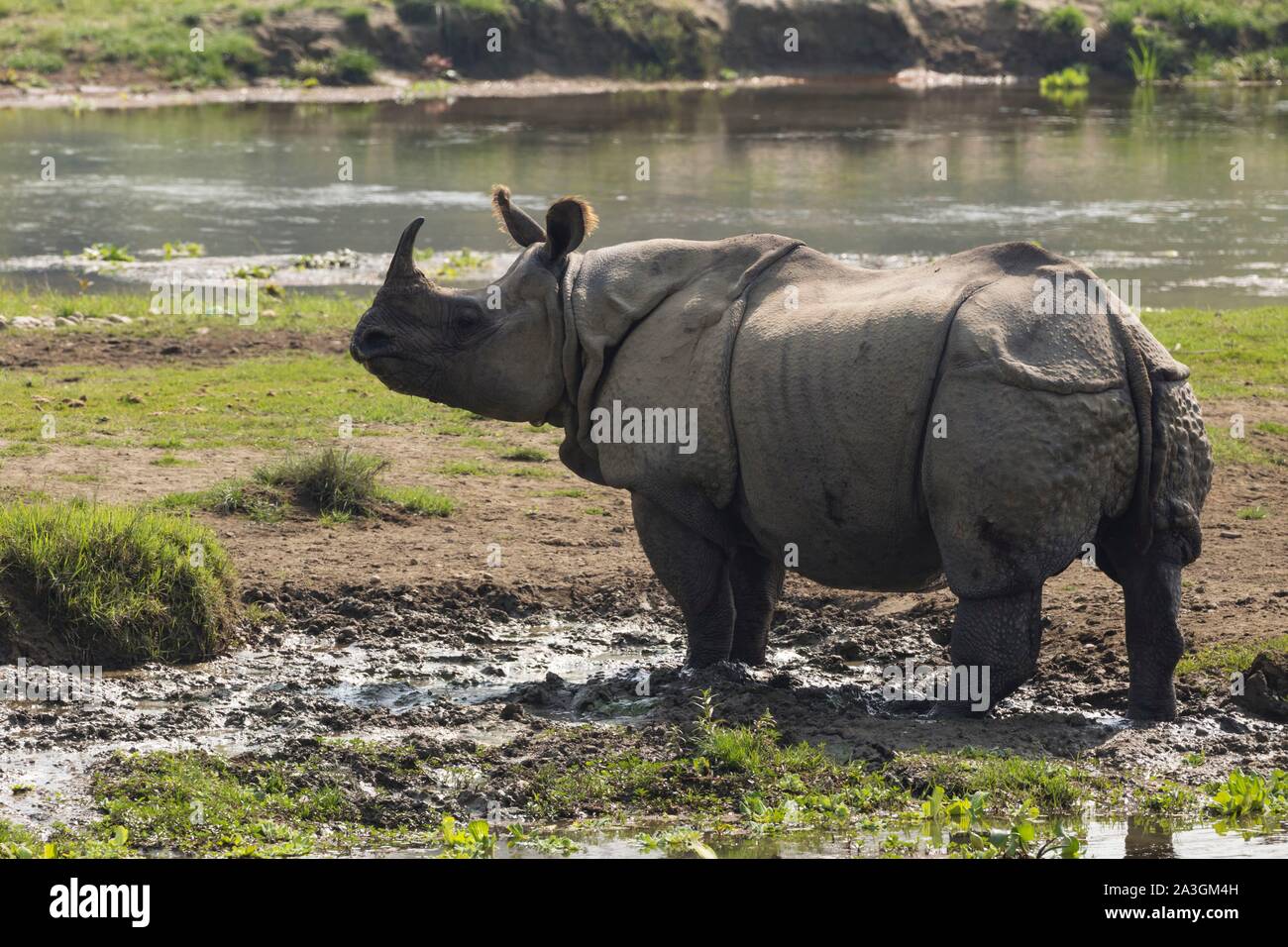 Nepal, Chitwan National Park, Greater One-horned Rhino (Rhinoceros ...