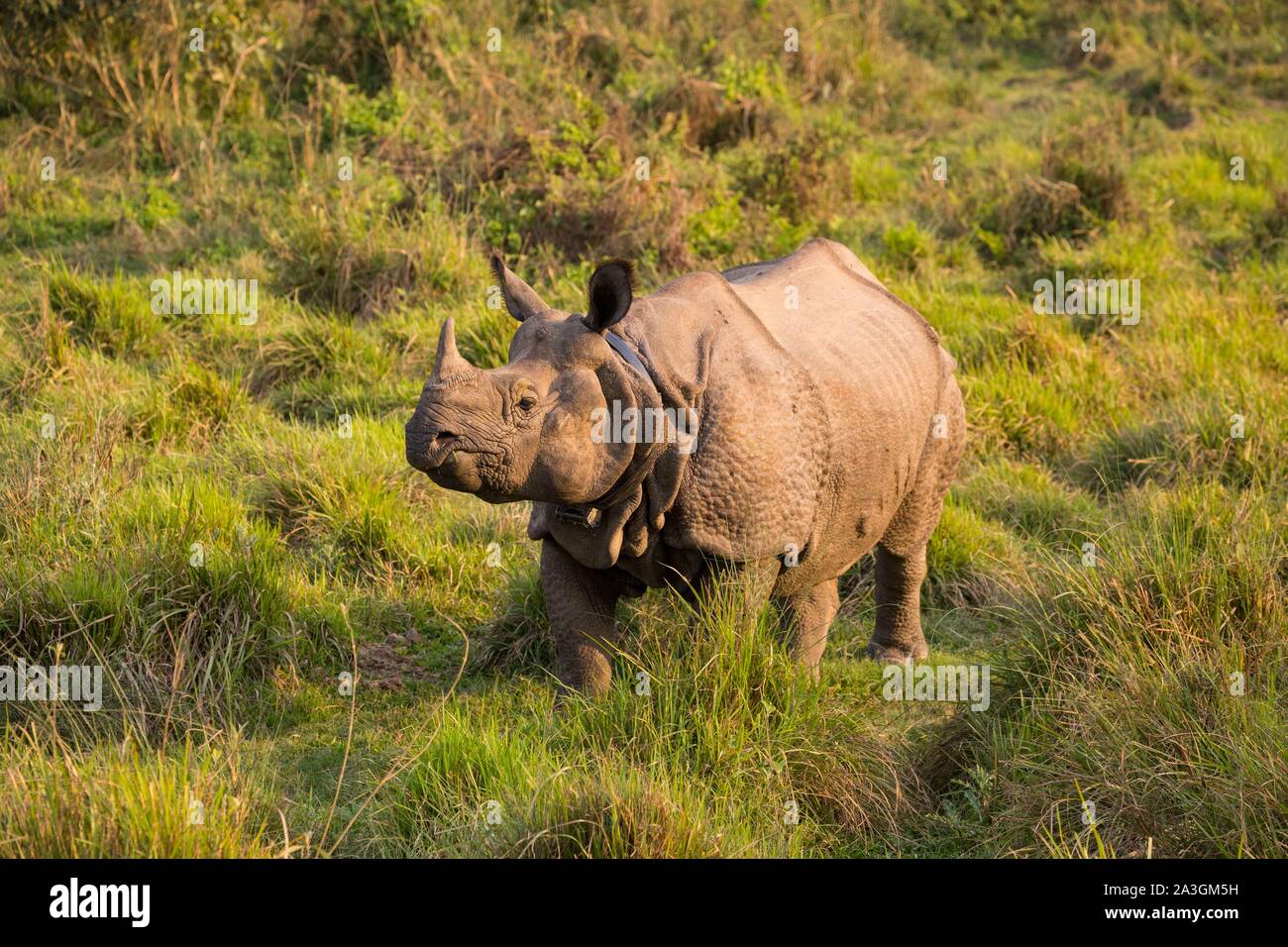 Nepal, Chitwan National Park, Greater One-horned Rhino (Rhinoceros ...