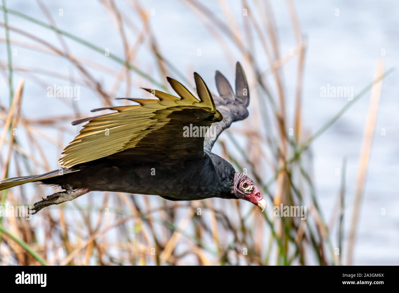 Turkey vulture flying hi-res stock photography and images - Alamy