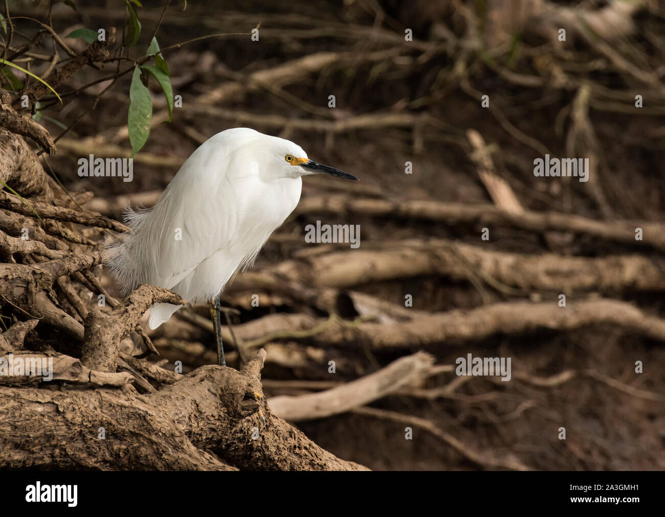 Costa rica snowy egret hi-res stock photography and images - Alamy