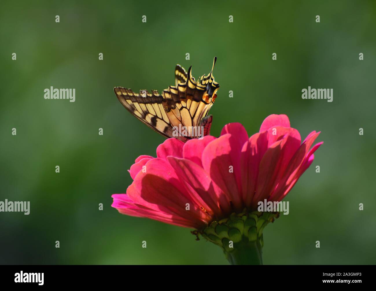 Butterfly on the flower. Papilio machaon, the Old World swallowtail, is a butterfly of the ...