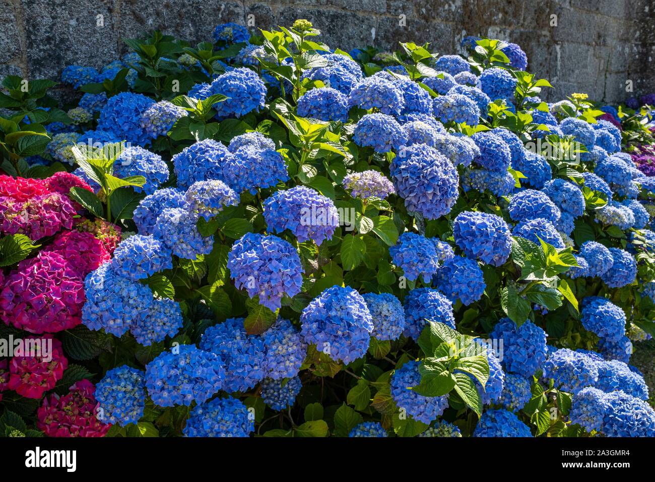 France, Finistere, Tregunc, hydrangeas Stock Photo - Alamy