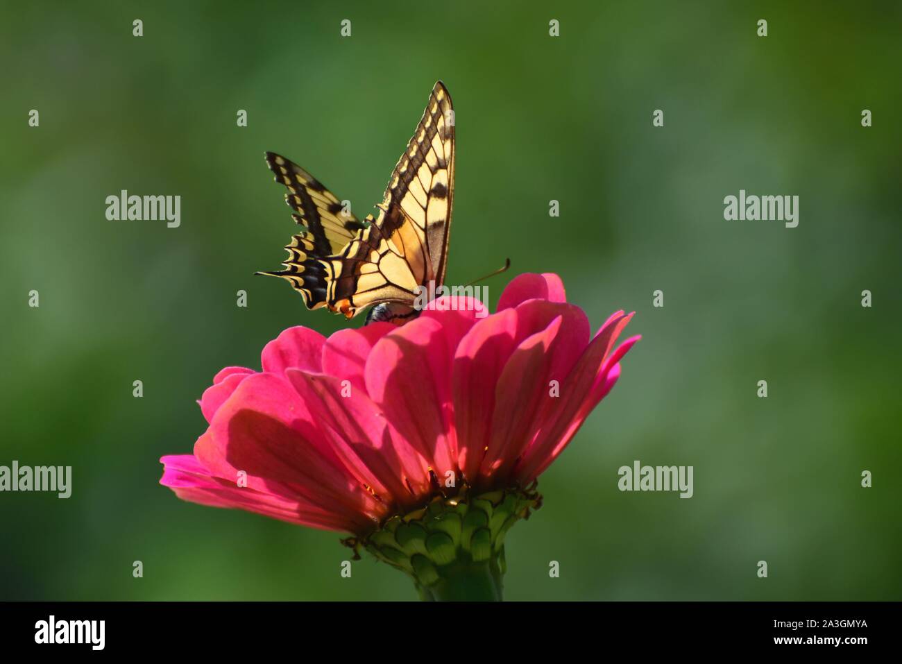 Butterfly on the flower. Papilio machaon, the Old World swallowtail, is a butterfly of the ...