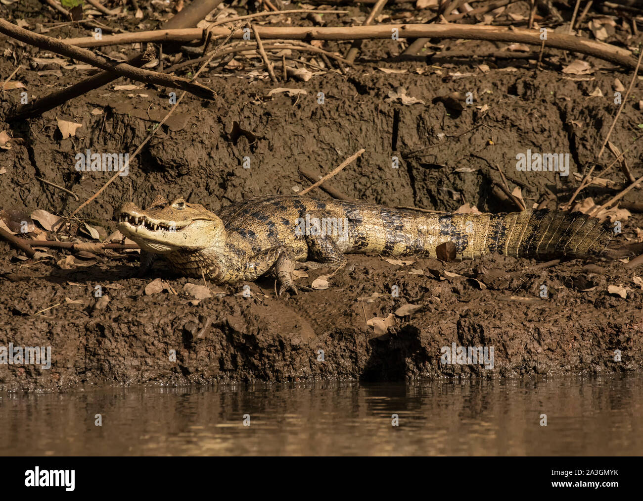 White caiman teeth hi-res stock photography and images - Alamy
