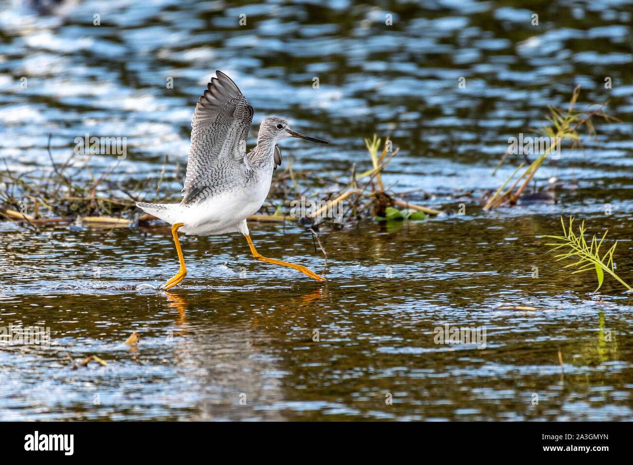 Birds with yellow legs hi-res stock photography and images - Alamy