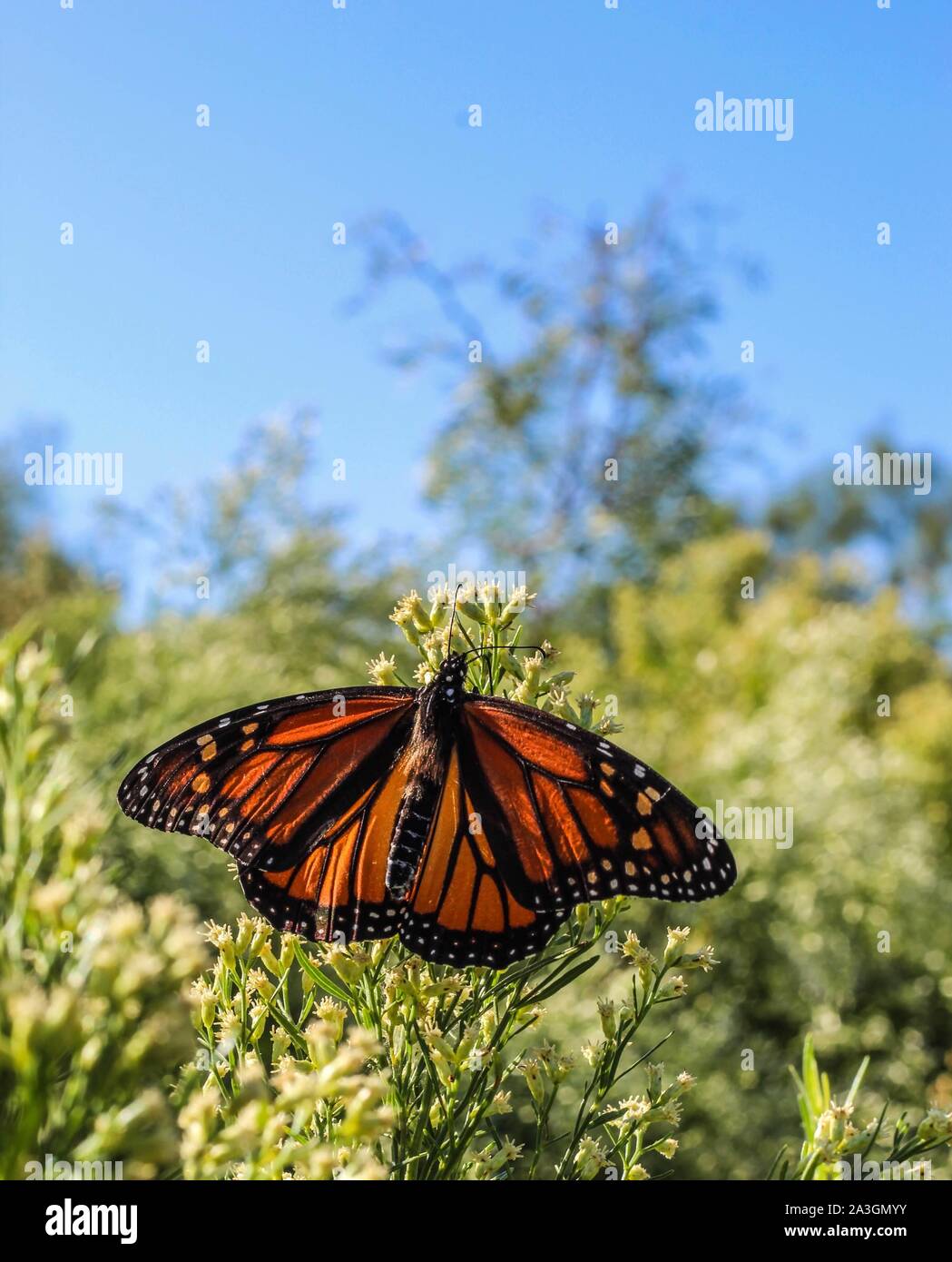 Monarch Butterfly Fall Migration Monarch Butterfly Fall Migration