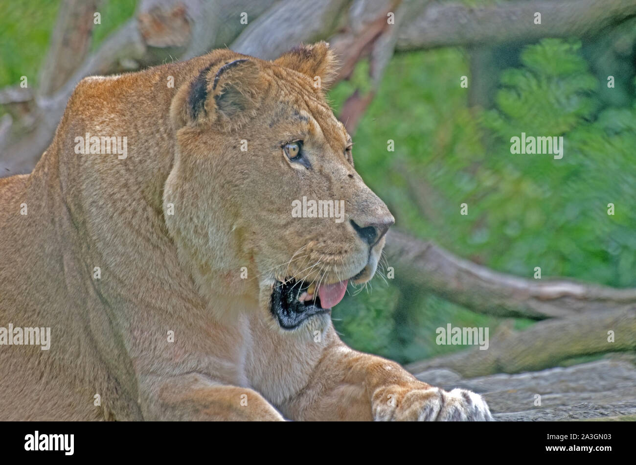 BARBARY LION Panthera Leo Leo Africa Captive Stock Photo - Alamy