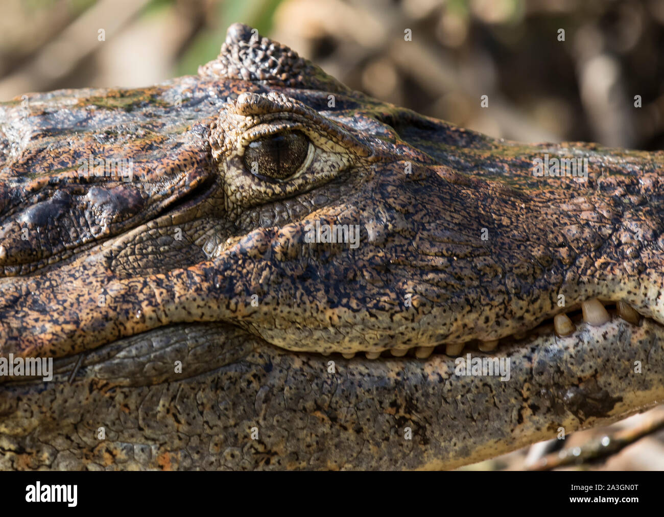 Common caiman teeth hi-res stock photography and images - Alamy