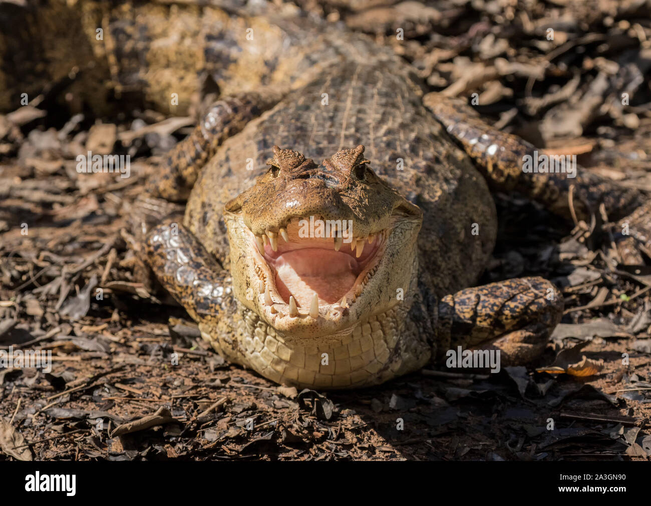 White Caiman High Resolution Stock Photography and Images - Alamy