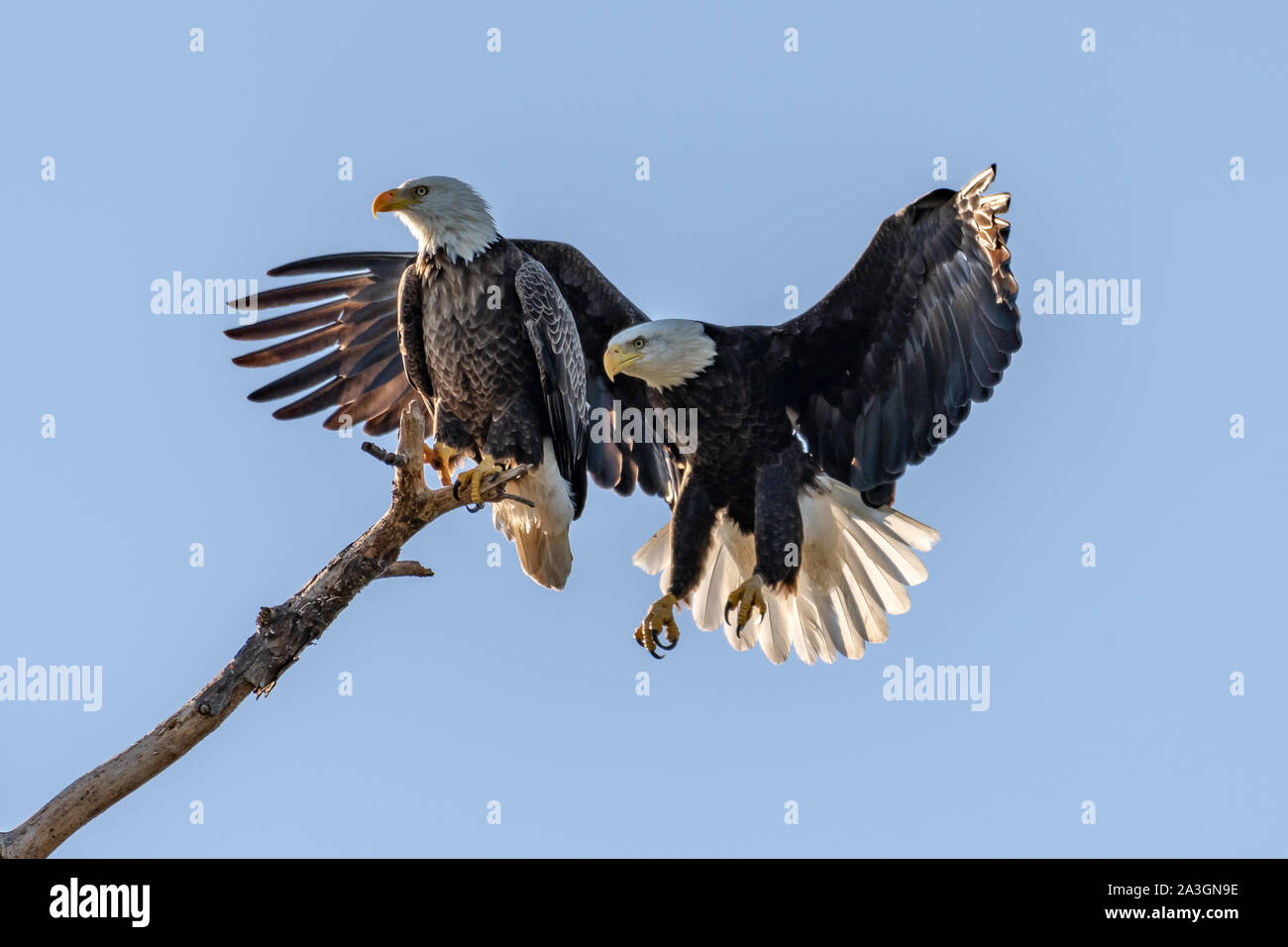 American Eagle Landing