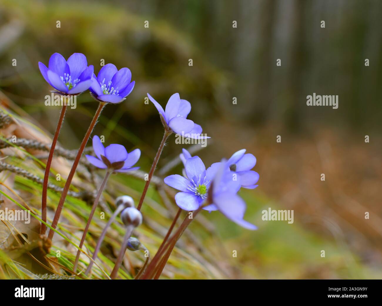 Liverwort is genus of herbaceous perennials in the buttercup family hi ...