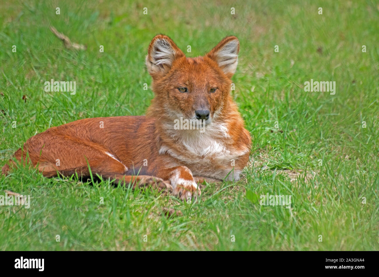 DHOLE or ASIAN WILD DOG Asia Captive Stock Photo - Alamy