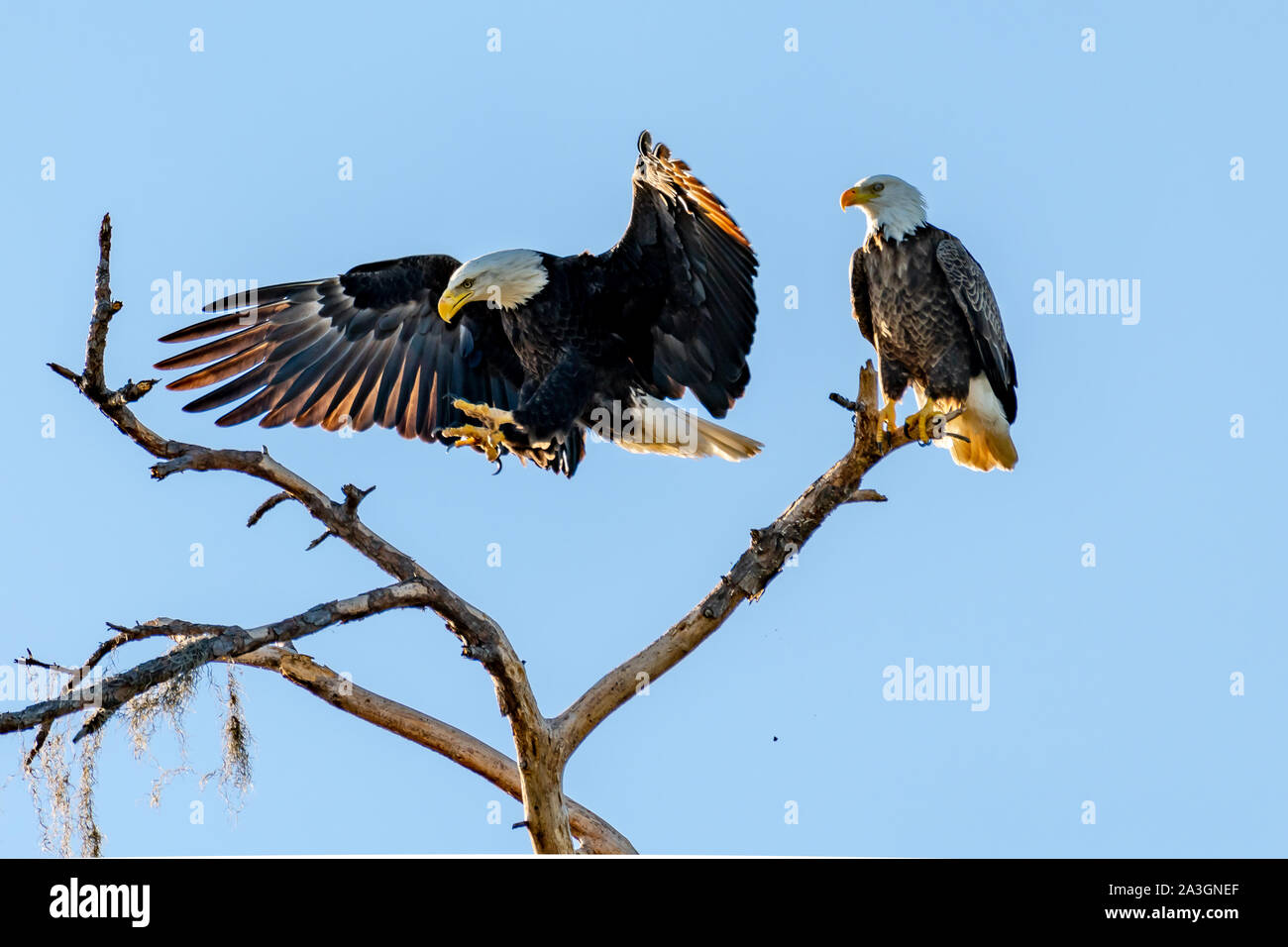 Flying american bald eagle landing hi-res stock photography and images ...