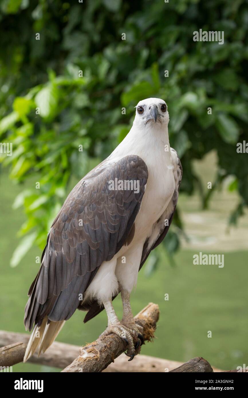 Philippines, Palawan, Malampaya Sound Protected Landscape and Seascape ...