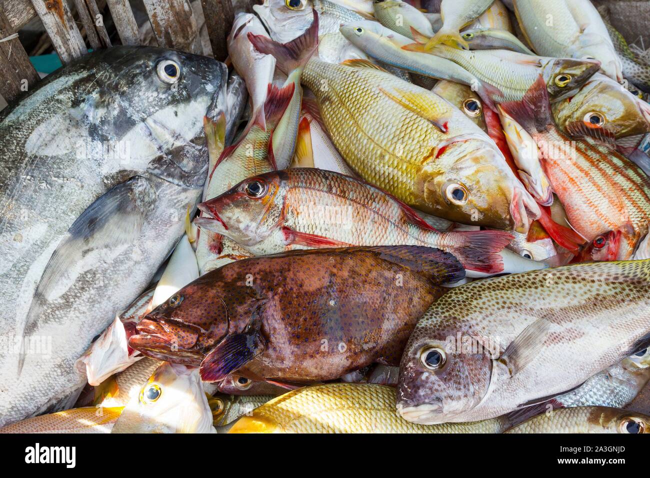 Philippines, Palawan, Roxas, Johnson Island, fresh fishes for sale ...