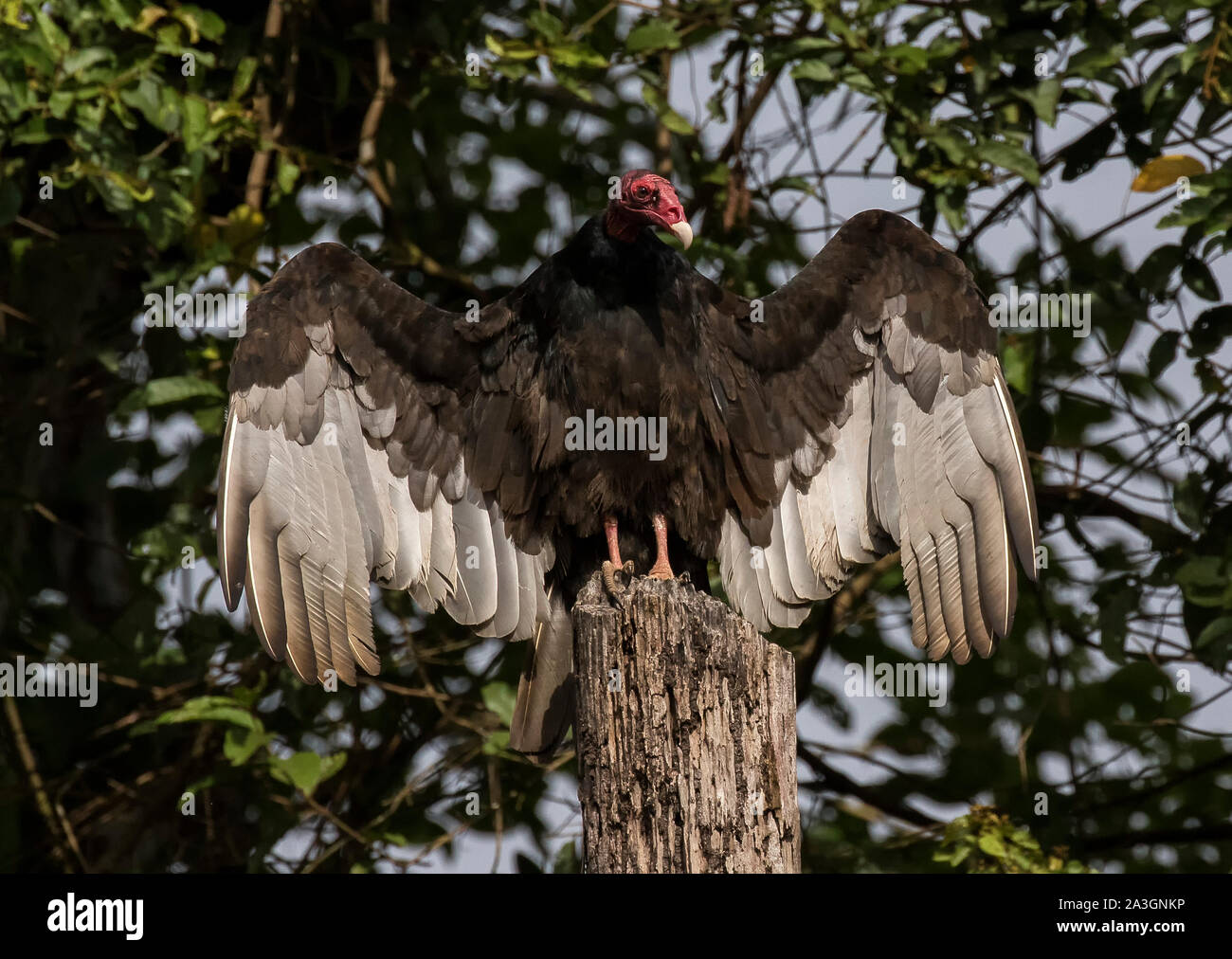 Turkey Vulture with Outstretched Wings Stock Photo - Alamy