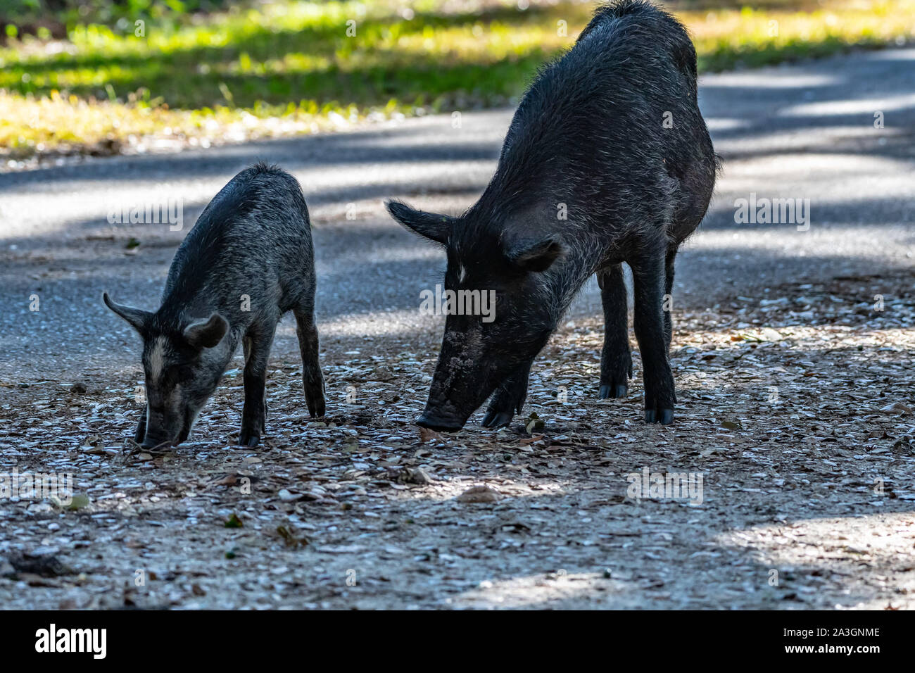 Baby pigs hi-res stock photography and images - Alamy