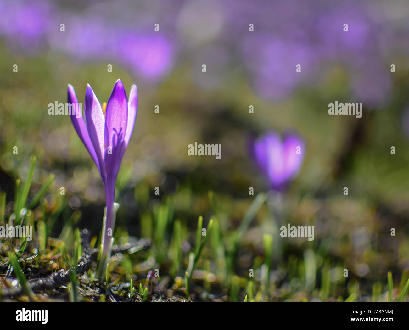 Purple spring flowers hi-res stock photography and images - Alamy