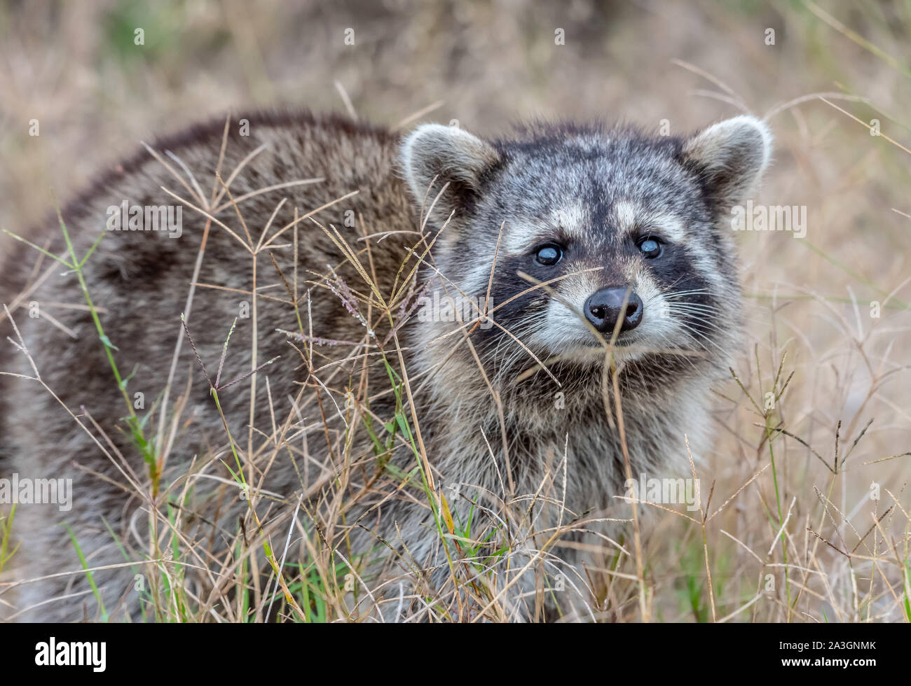 Wild Florida raccoon lifts his nose in the air Stock Photo - Alamy