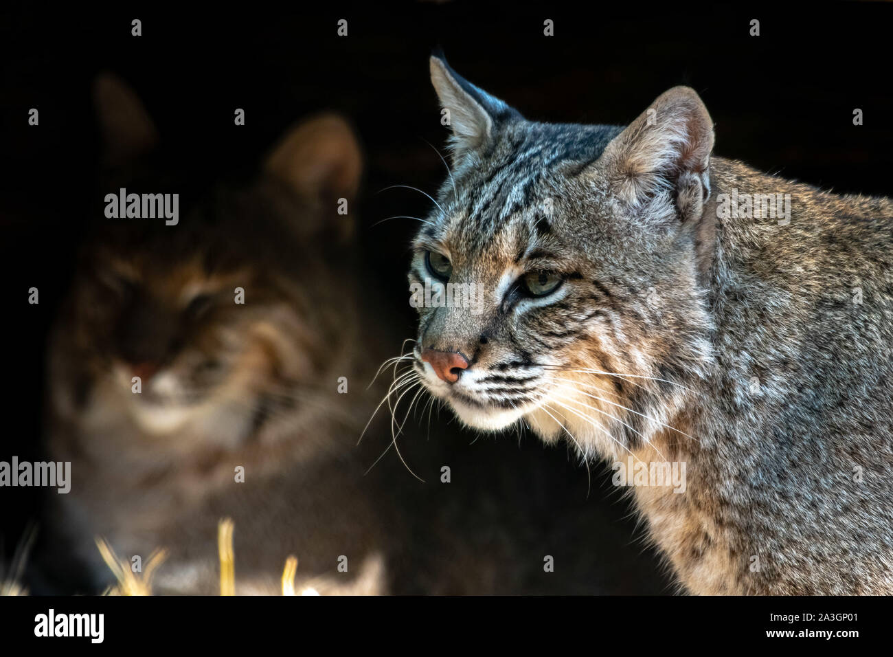 Female bobcat hi-res stock photography and images - Alamy